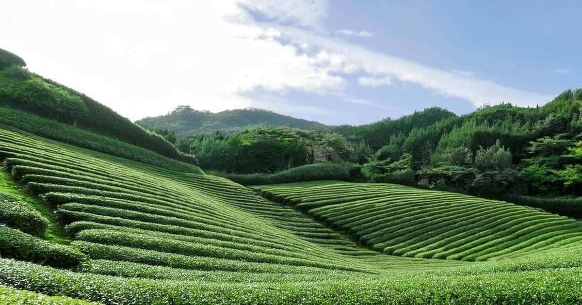 Encha Matcha, Organic Green Tea Matcha from Uji, Japan